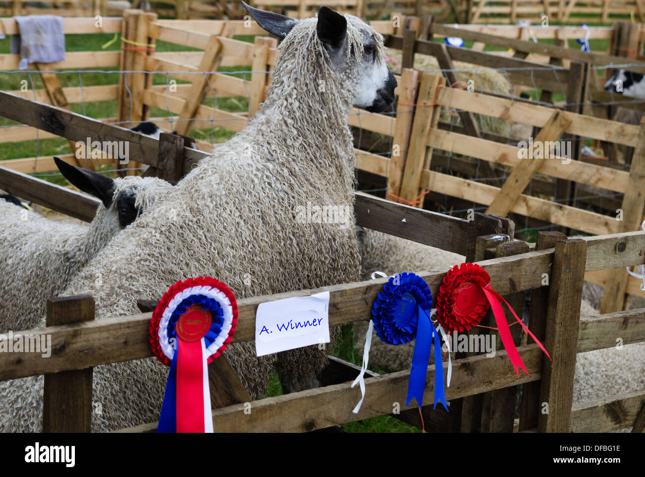Prize sheep hi-res stock photography and images - Alamy