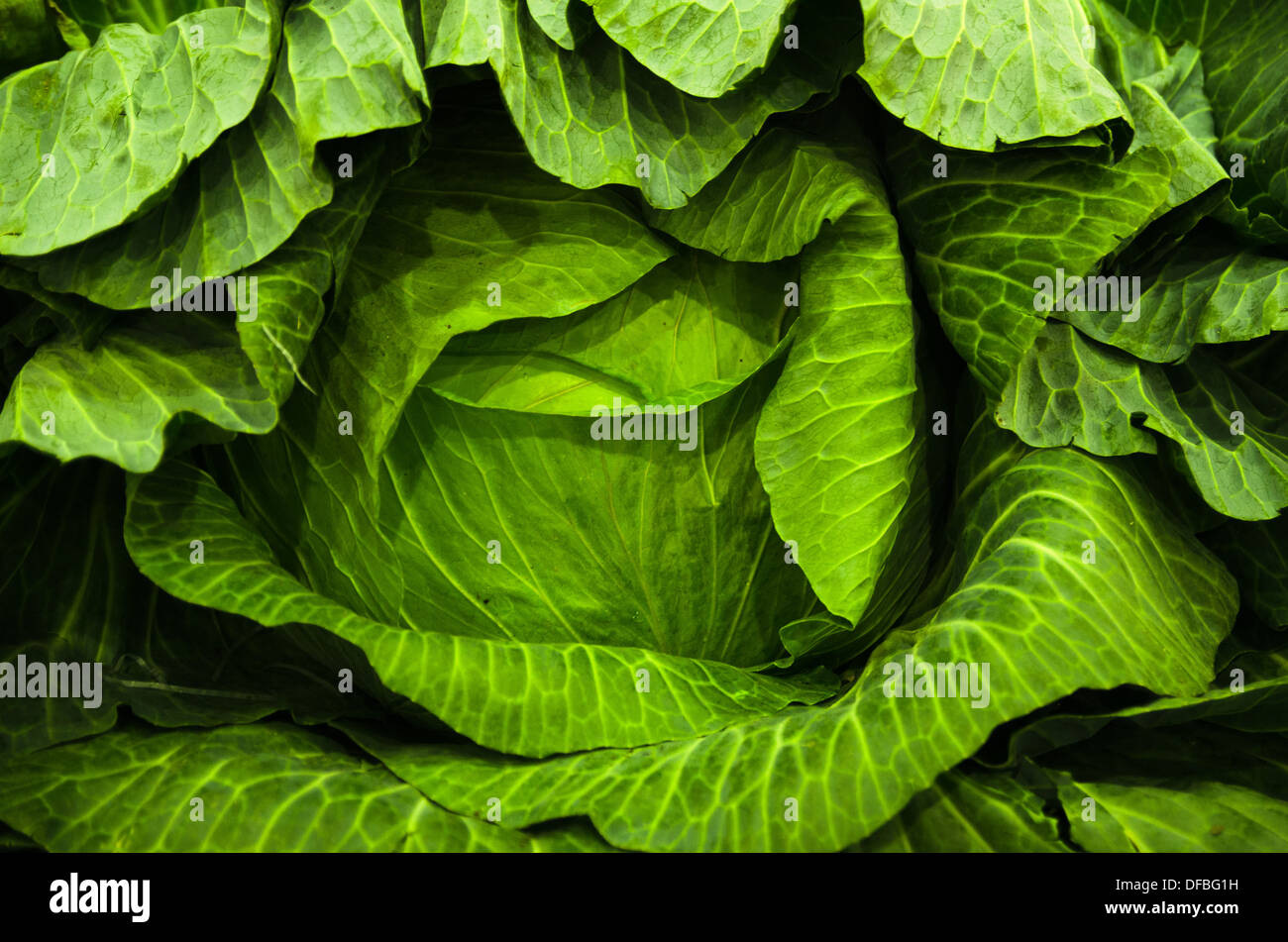 Large cabbage hi-res stock photography and images - Alamy