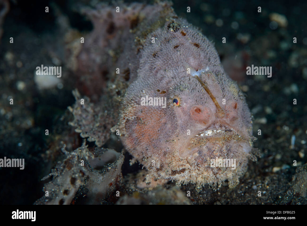 Pink frogfish hi-res stock photography and images - Alamy