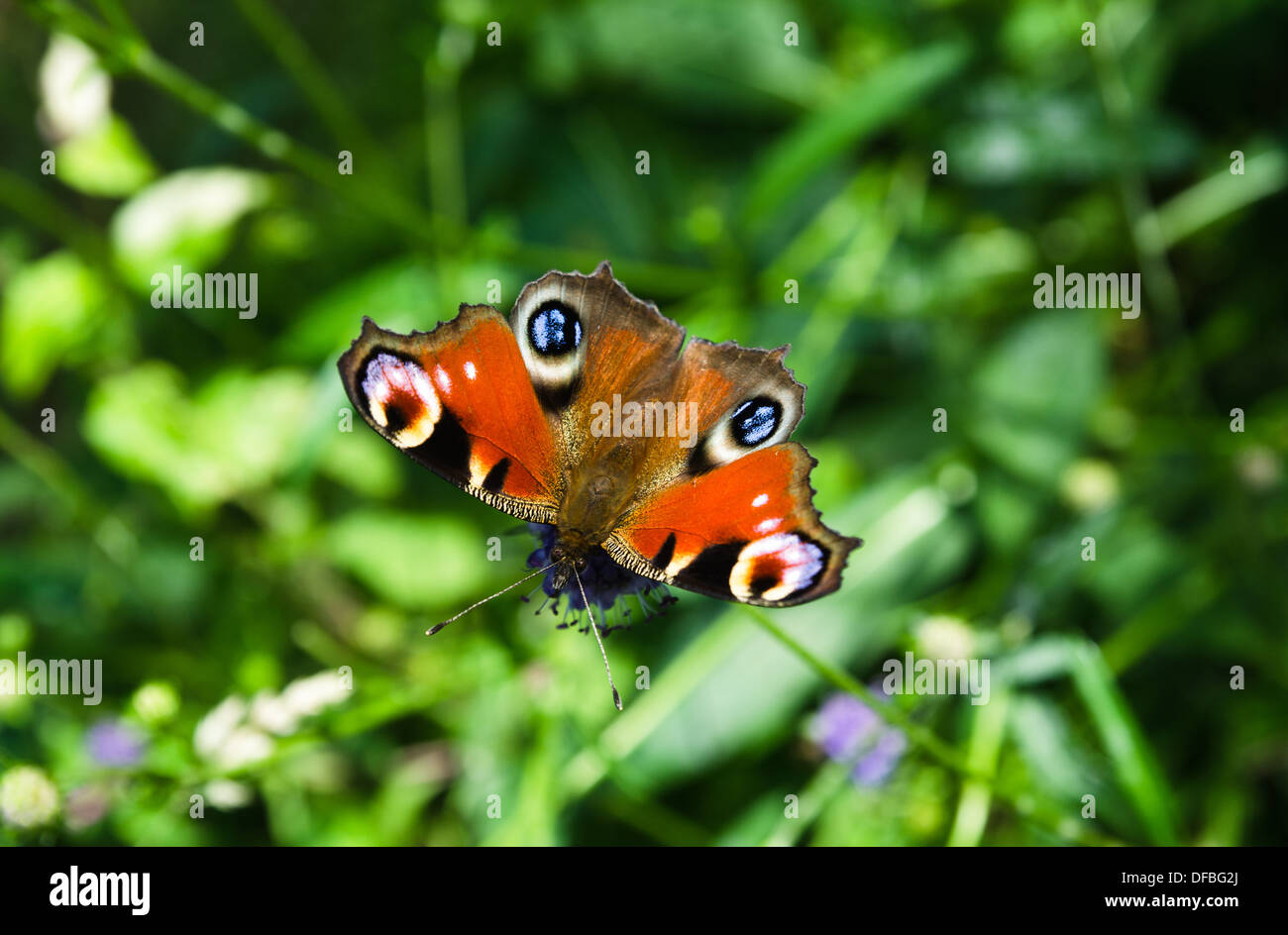 Nymphalidae hi-res stock photography and images - Alamy
