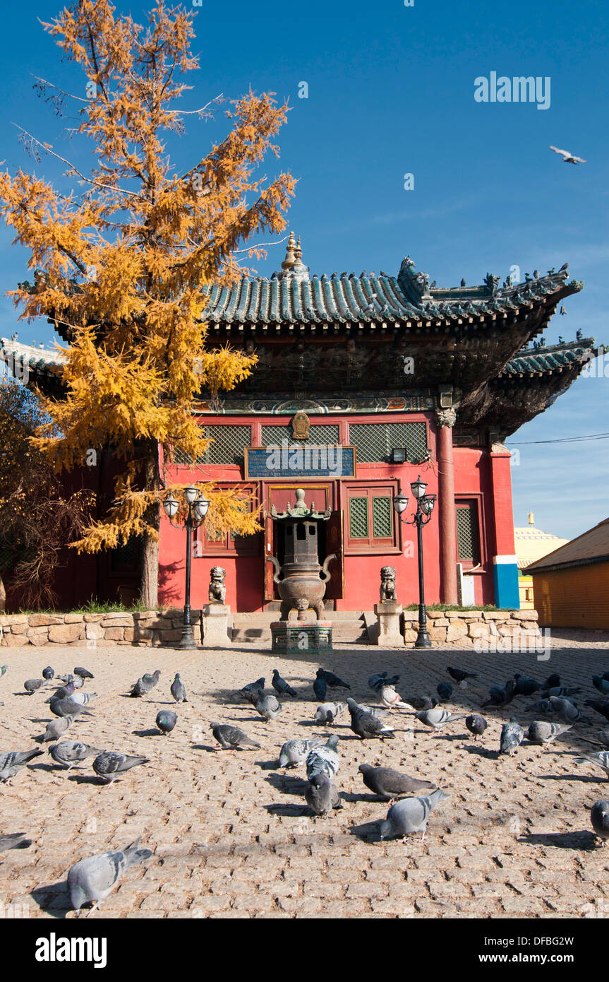 Pigeons in asia hi-res stock photography and images - Alamy