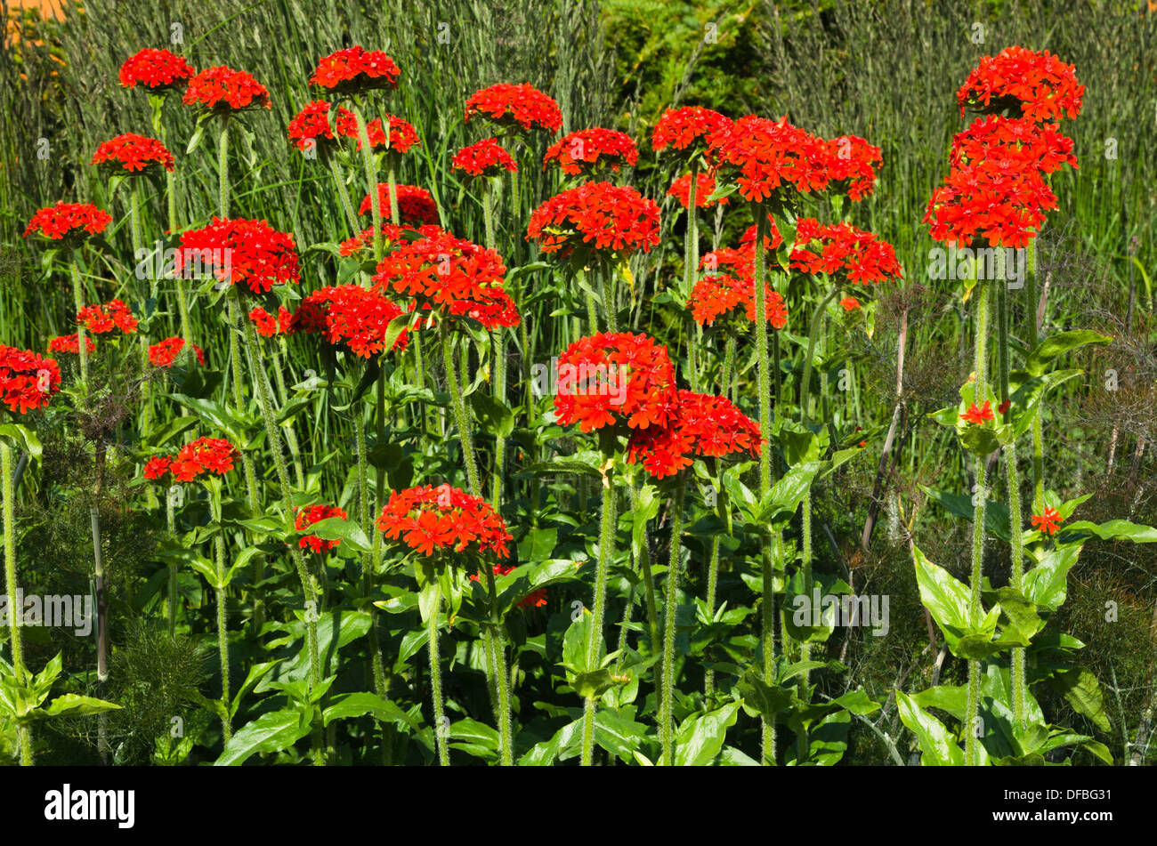 Scarlet lychnis hi-res stock photography and images - Alamy