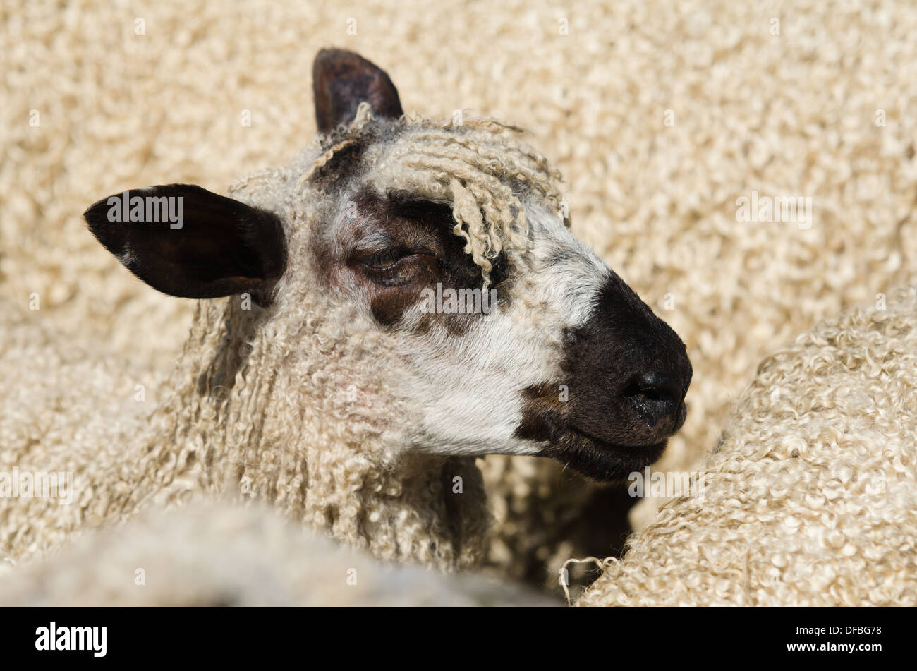 Sheep close up Stock Photo - Alamy