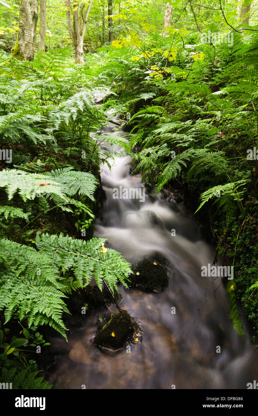 Woodland stream and waterfall Stock Photo - Alamy