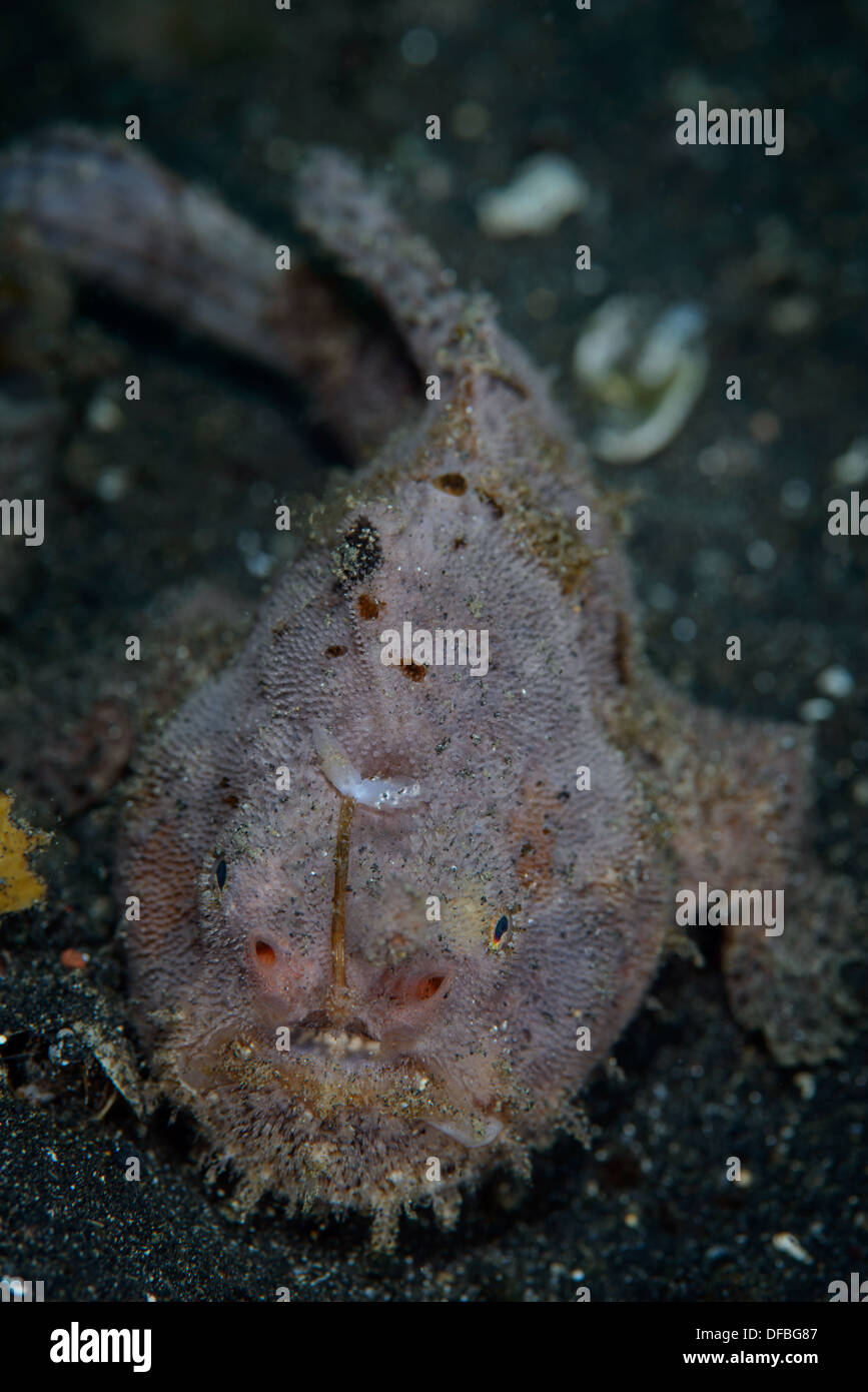 A pink frogfish (antennarius) on the black sand bottom of the Lembeh ...