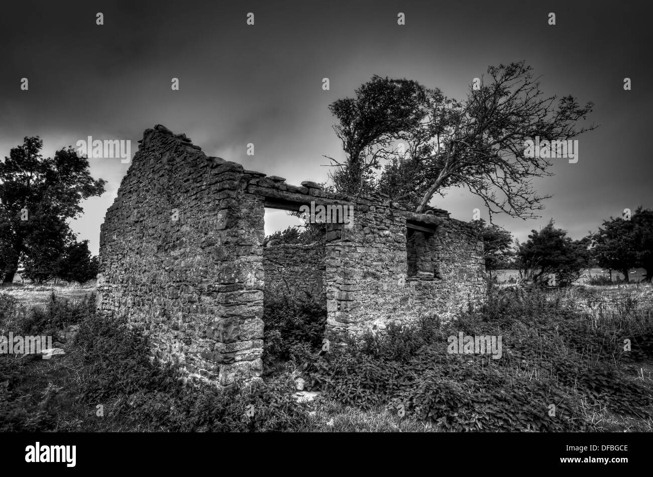 Ruined stone barn with a tree growing through it, in monochrome Stock ...