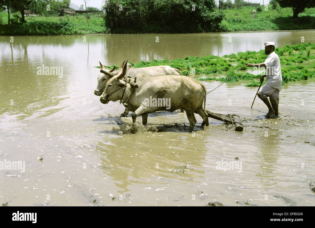 Farmer Ploughing Field Traditional Way High Resolution Stock ...