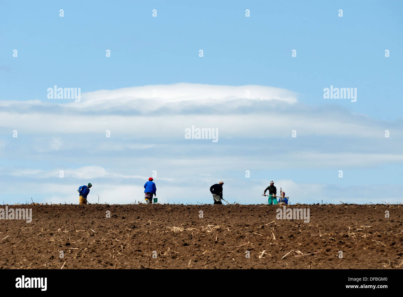 Sugar cane field workers hi-res stock photography and images - Alamy