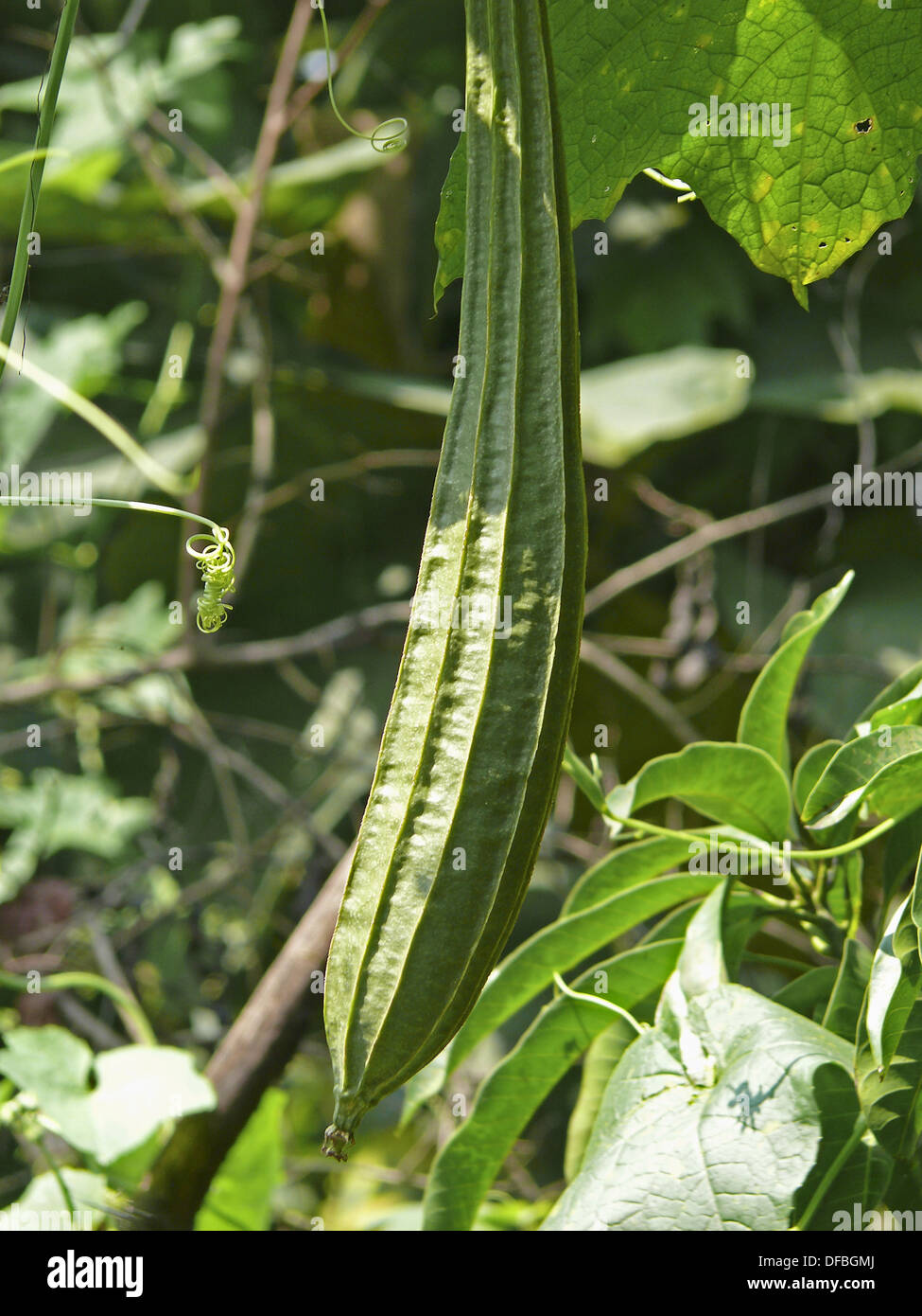 Luffa acutangula sponge gourd High Resolution Stock Photography and ...