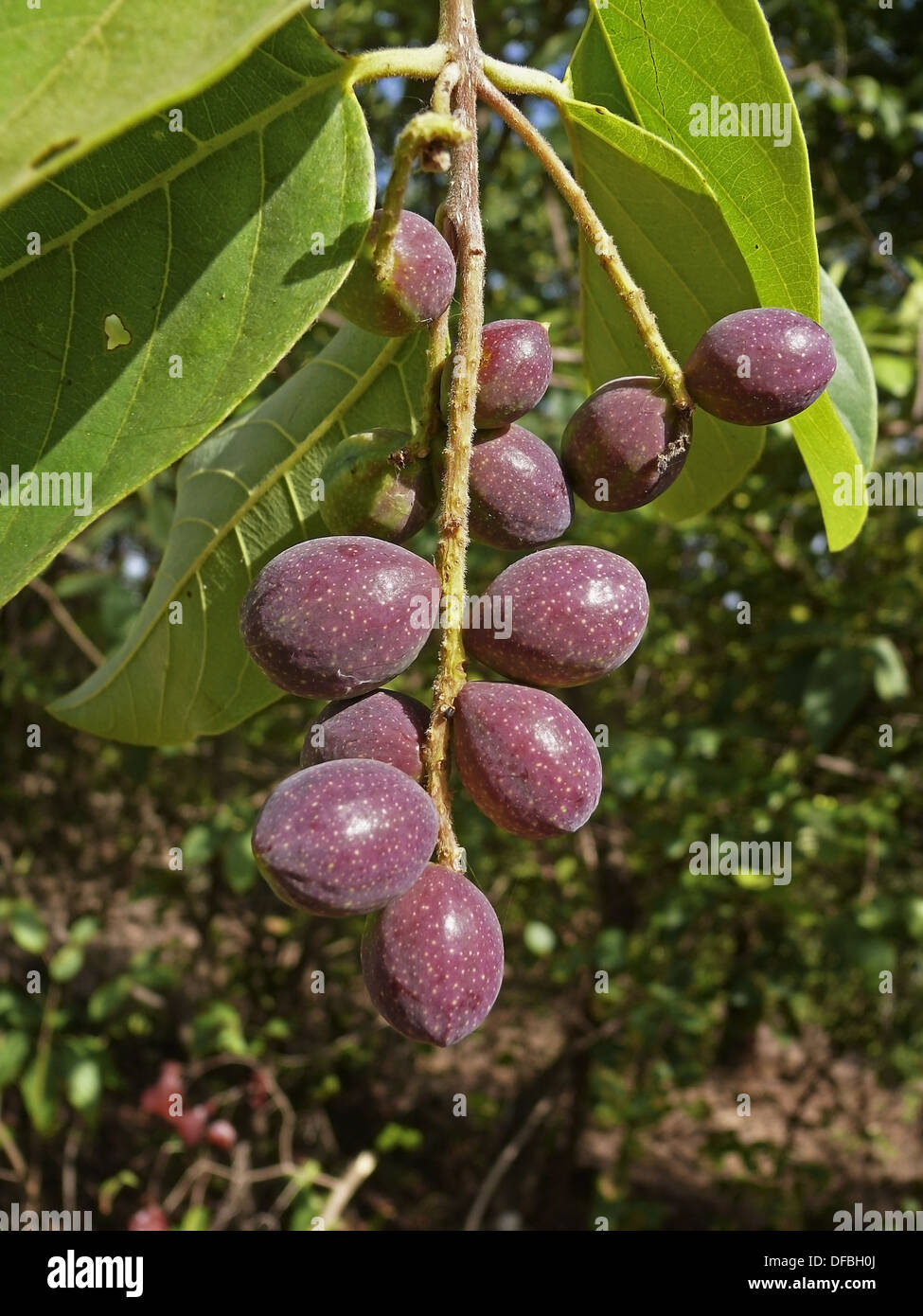 Bal hirda hi-res stock photography and images - Alamy