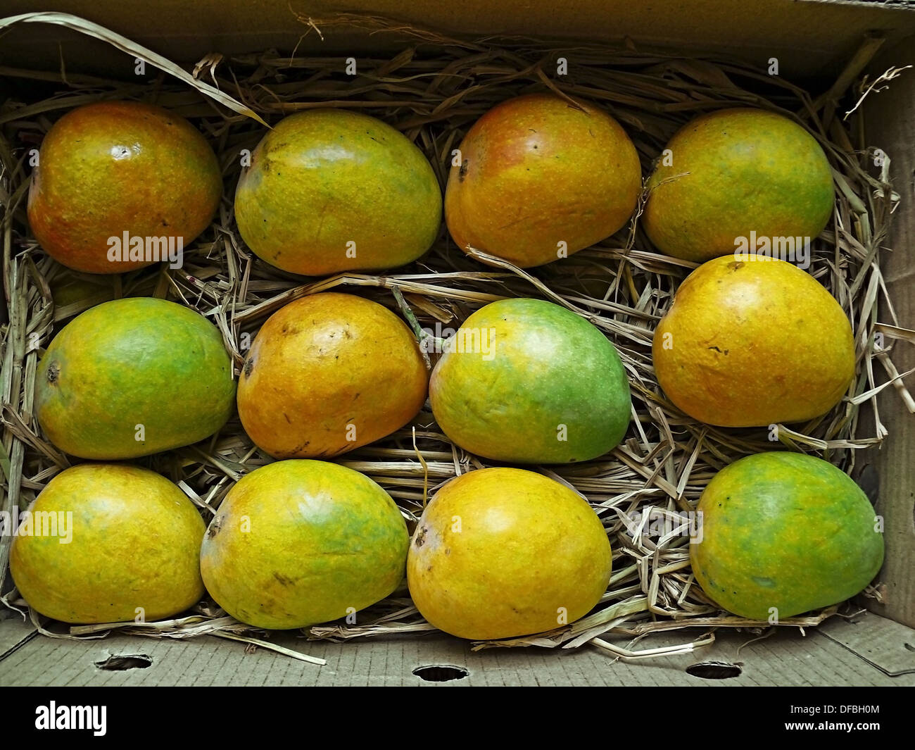 Mango mangifera indica l hi-res stock photography and images - Alamy