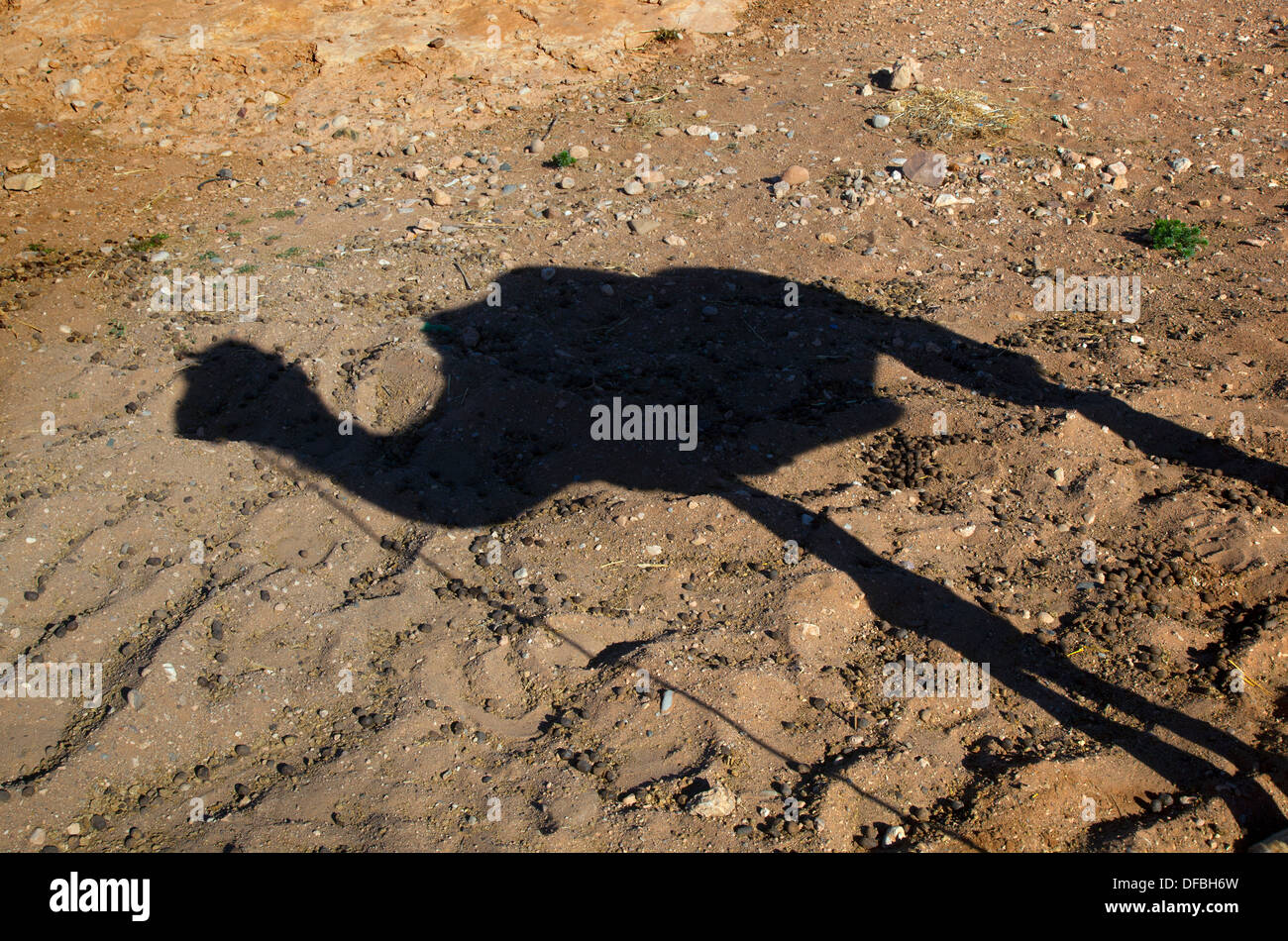 Camel shadow desert hi-res stock photography and images - Alamy