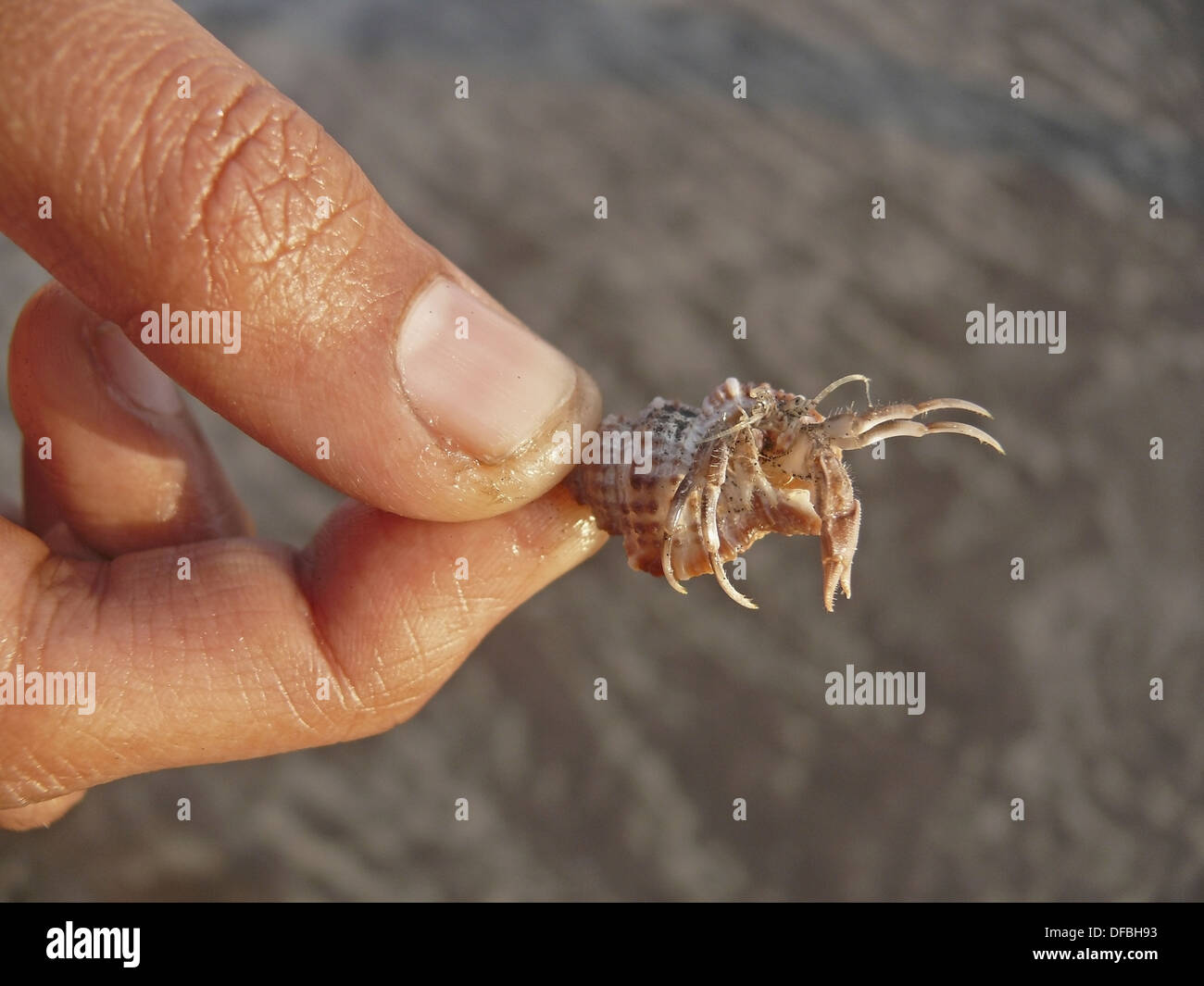 Hermit crab in human hand Stock Photo - Alamy