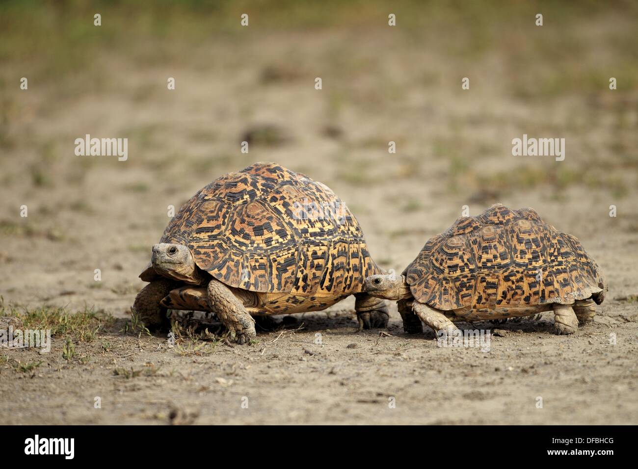 Couple of tortoises hi-res stock photography and images - Alamy