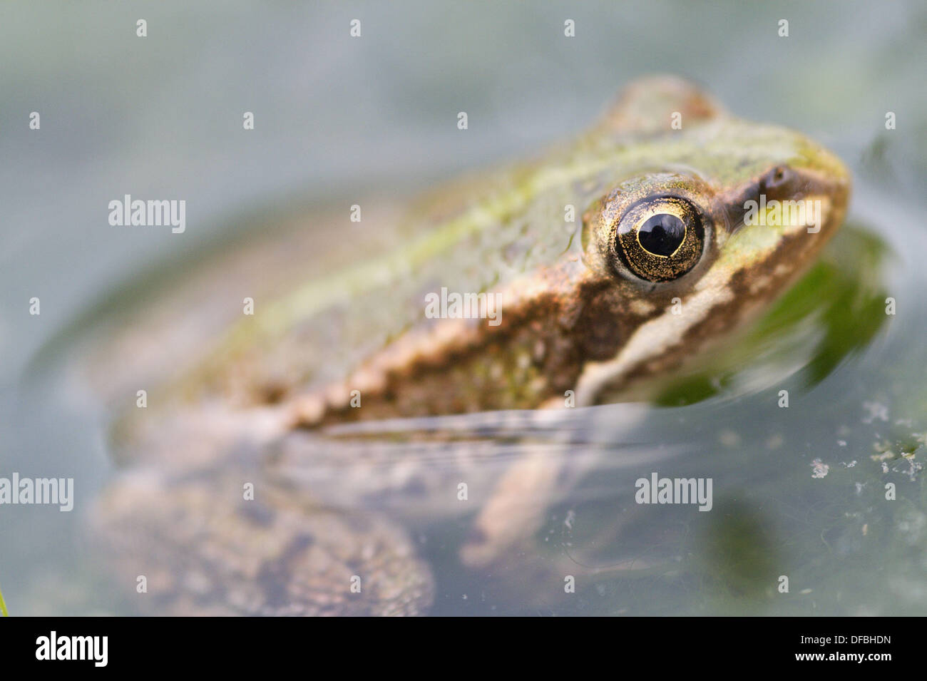Rana comun hi-res stock photography and images - Alamy