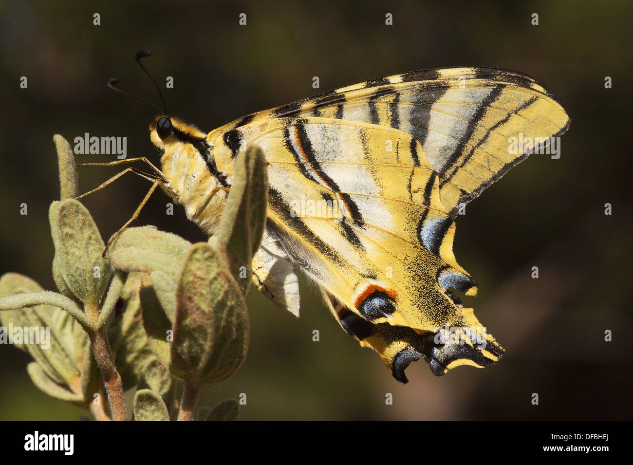 Scarce swallowtails hi-res stock photography and images - Alamy