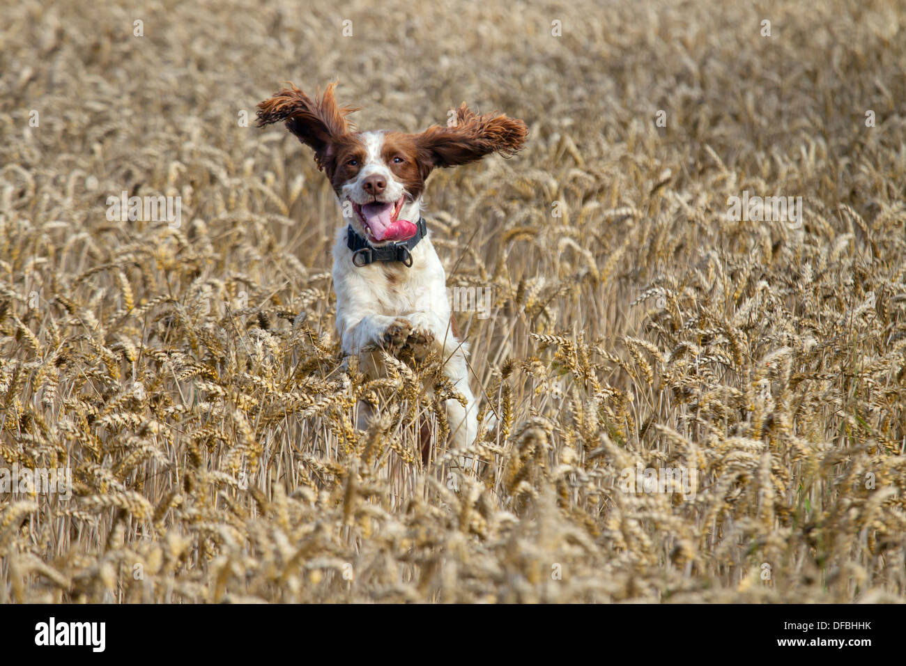 English Springer Spaniel running through wheat crop Stock Photo - Alamy