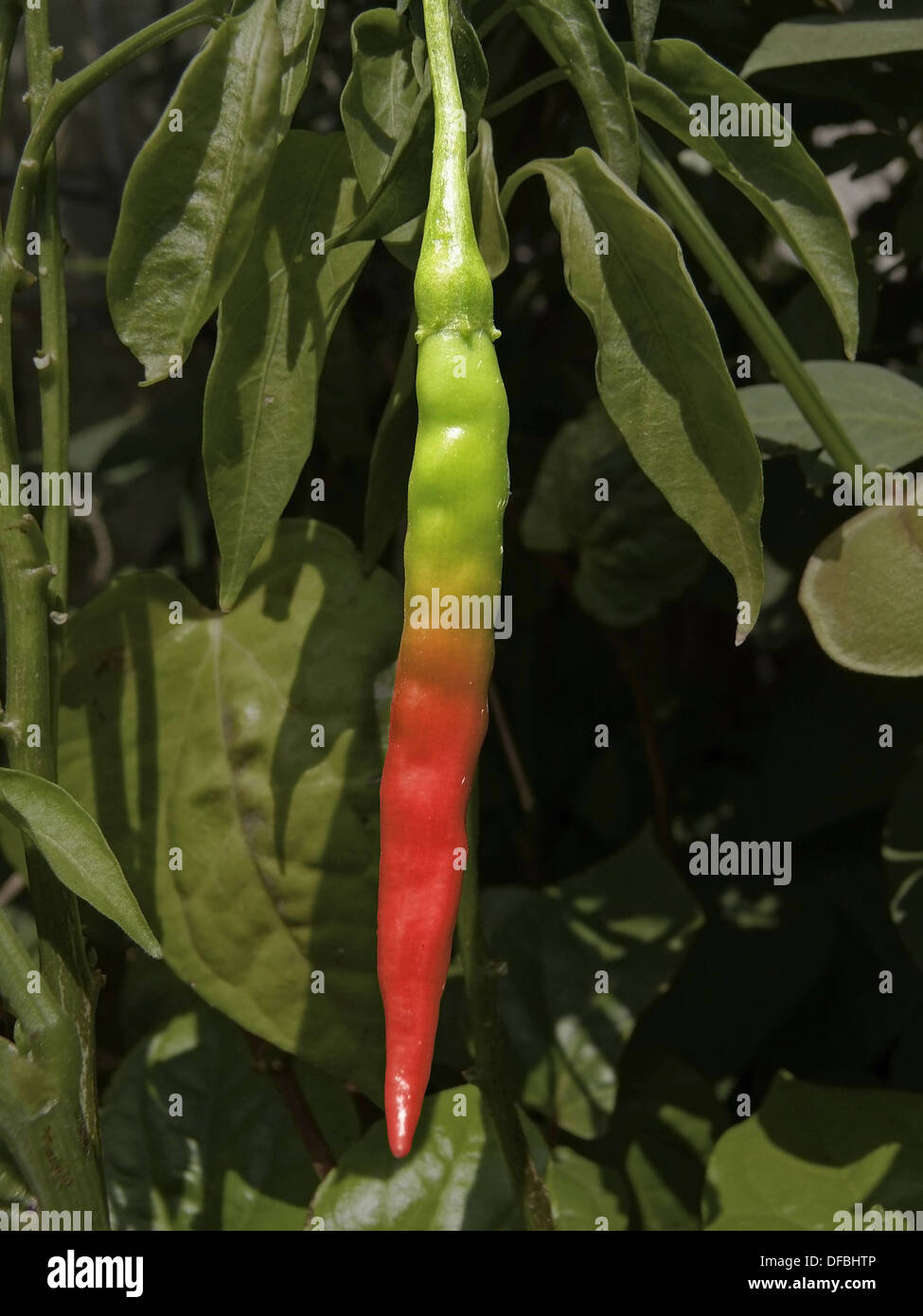 Plant Of Common Chili High Resolution Stock Photography and Images - Alamy
