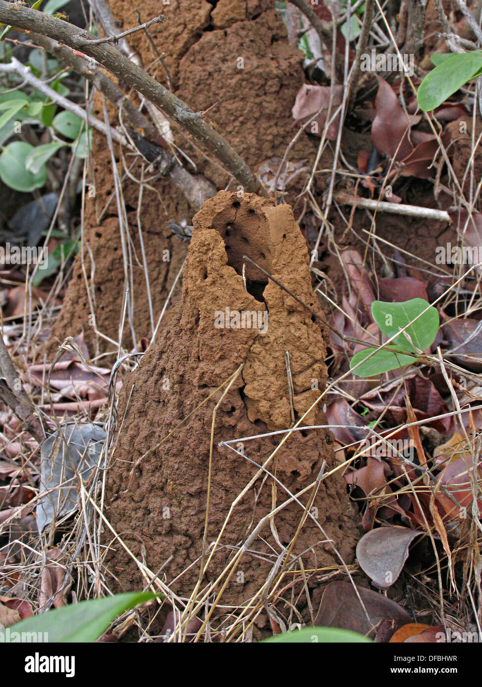 Fire Ant Hill High Resolution Stock Photography and Images - Alamy