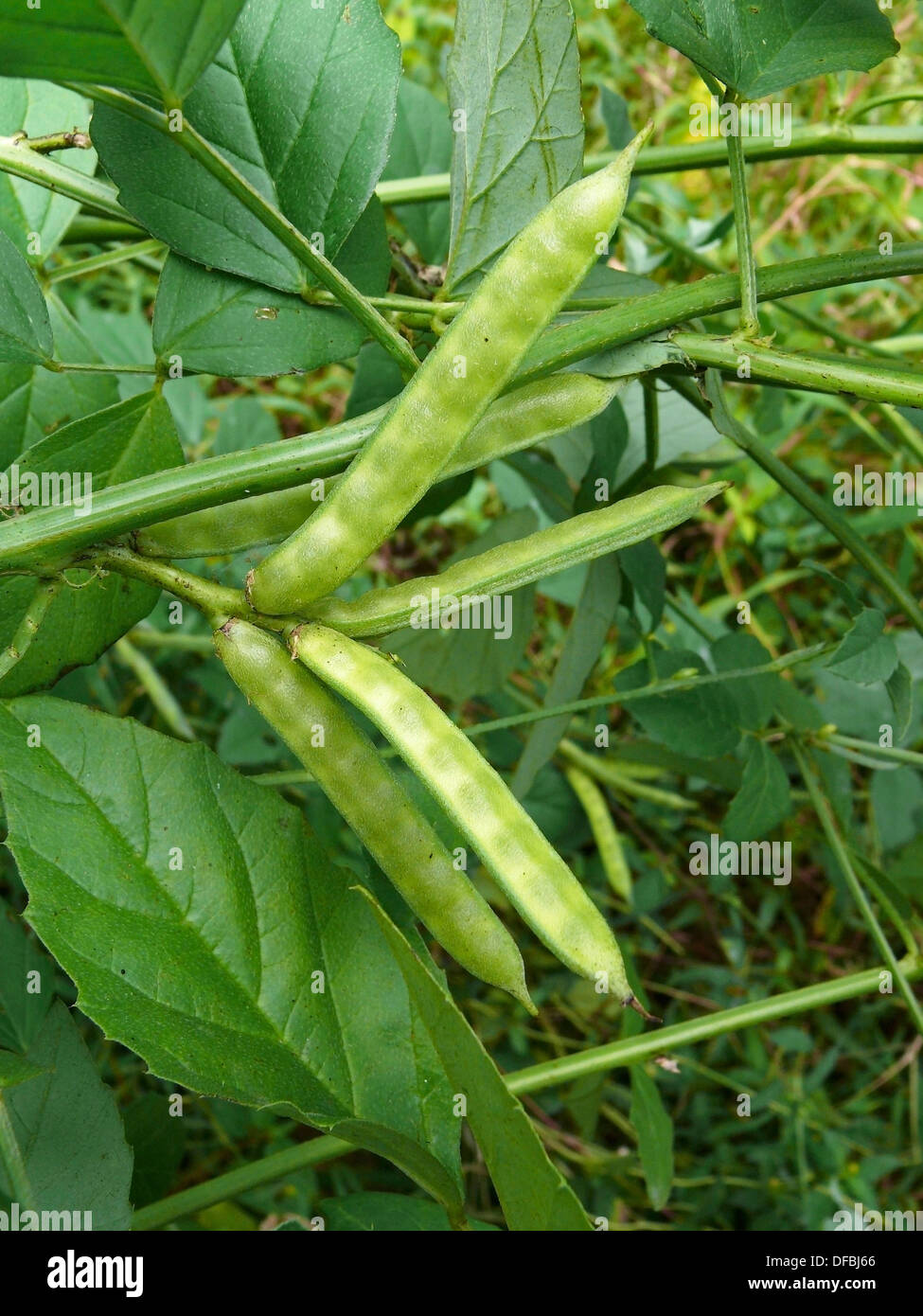 Guar Vegetable High Resolution Stock Photography and Images - Alamy