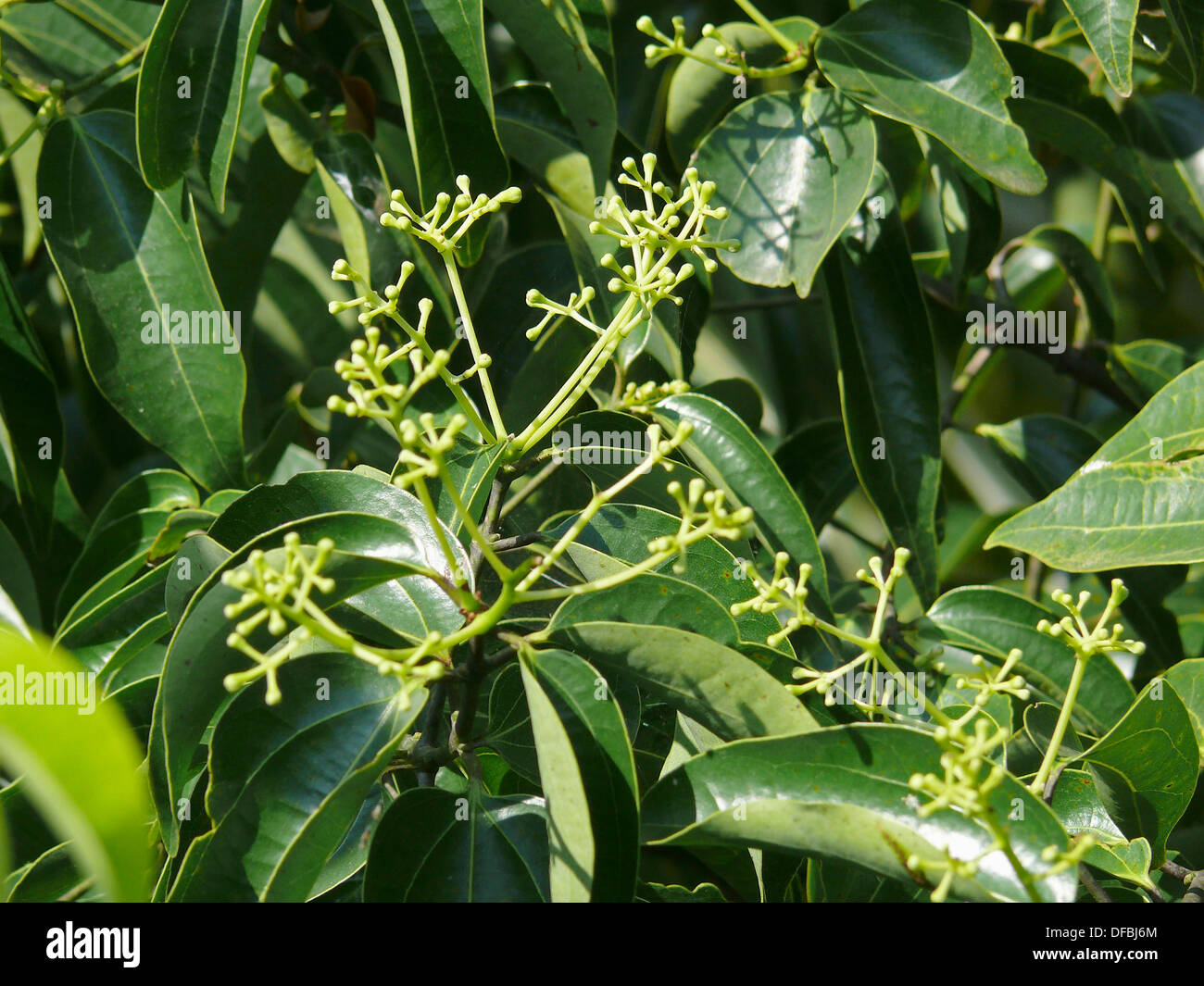 Tej patta hi-res stock photography and images - Alamy