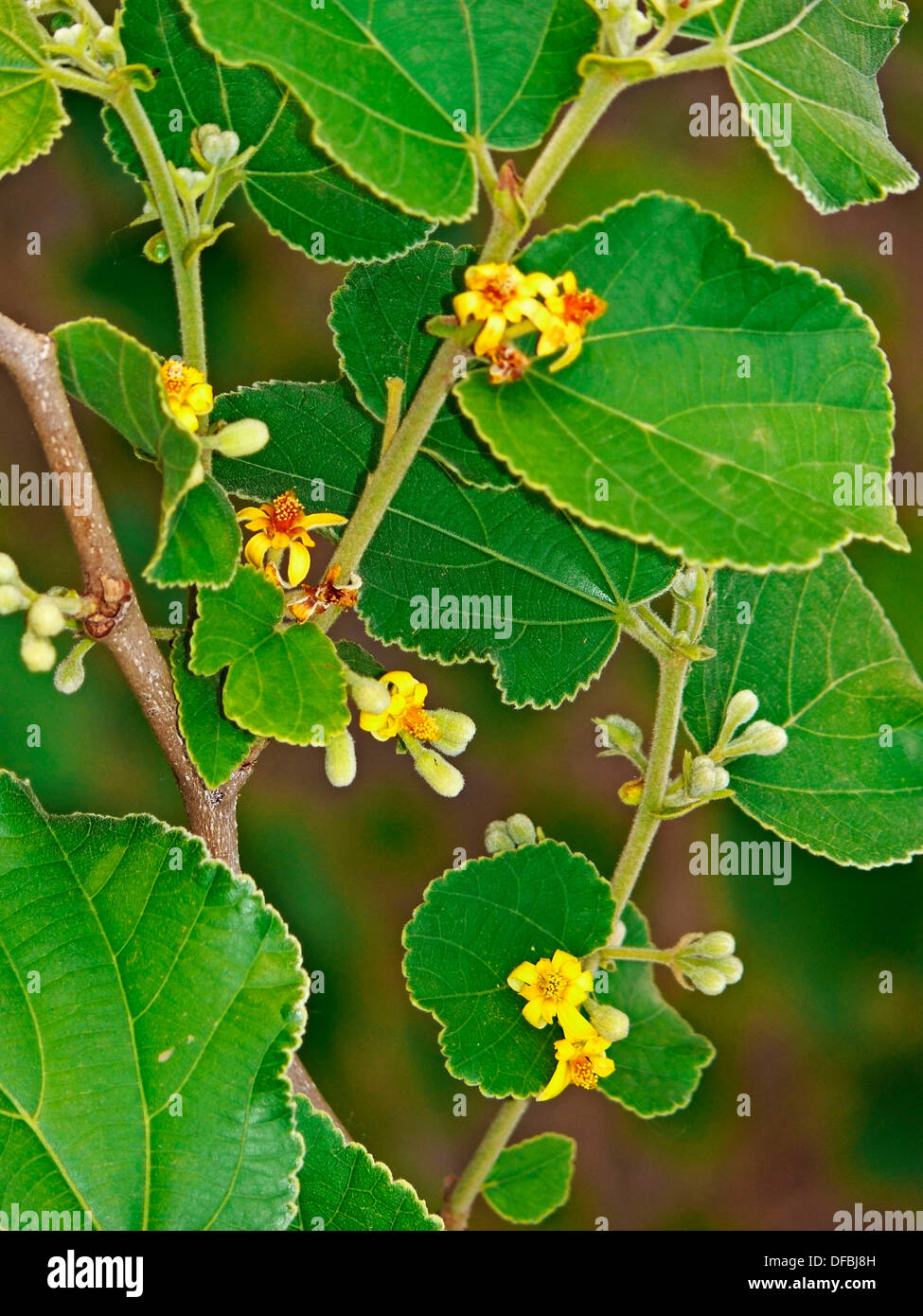 Grewia hi-res stock photography and images - Alamy
