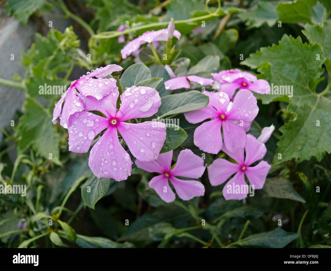 Vinca rosea hi-res stock photography and images - Alamy