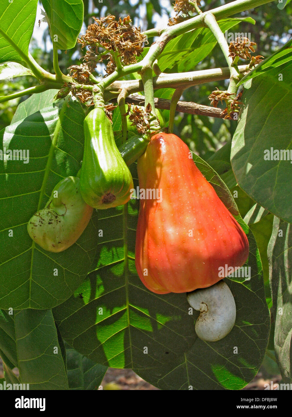 Cashew fruit eaten hi-res stock photography and images - Alamy