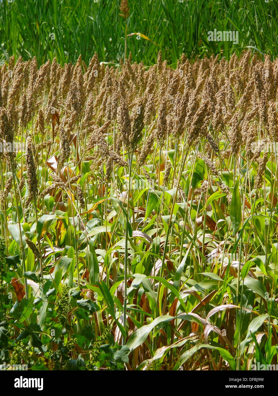 Agriculture jawar hi-res stock photography and images - Alamy