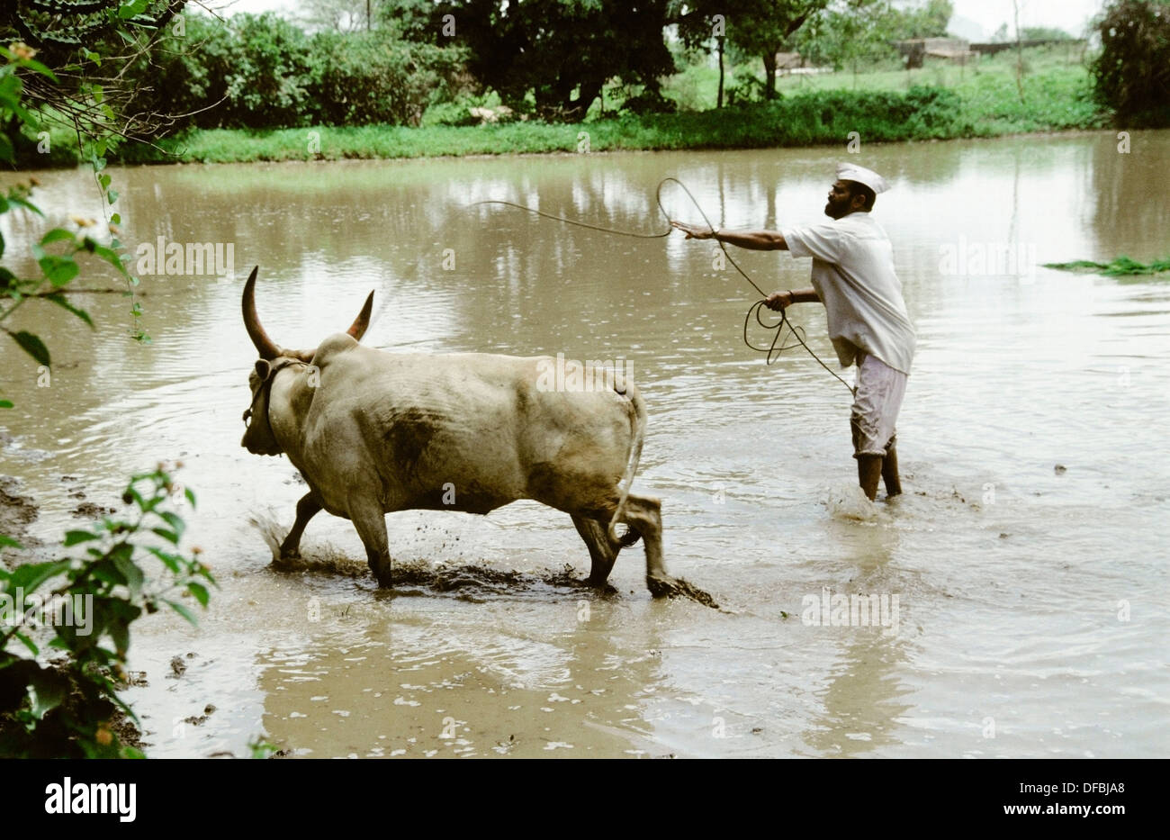 Ox working in the paddy field hi-res stock photography and images - Alamy