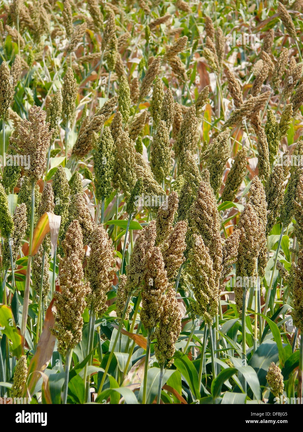 Farm of jawar crop hi-res stock photography and images - Alamy