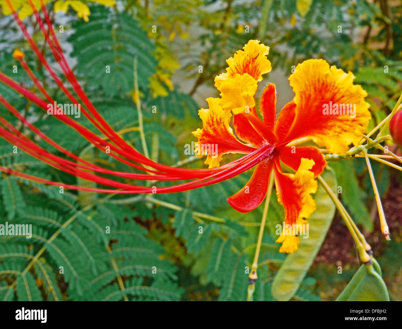 Peacock Flower High Resolution Stock Photography and Images - Alamy