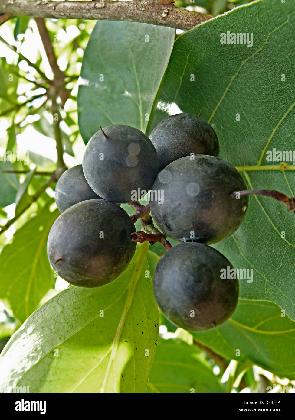 Karwanda Stock Photos & Karwanda Stock Images - Alamy