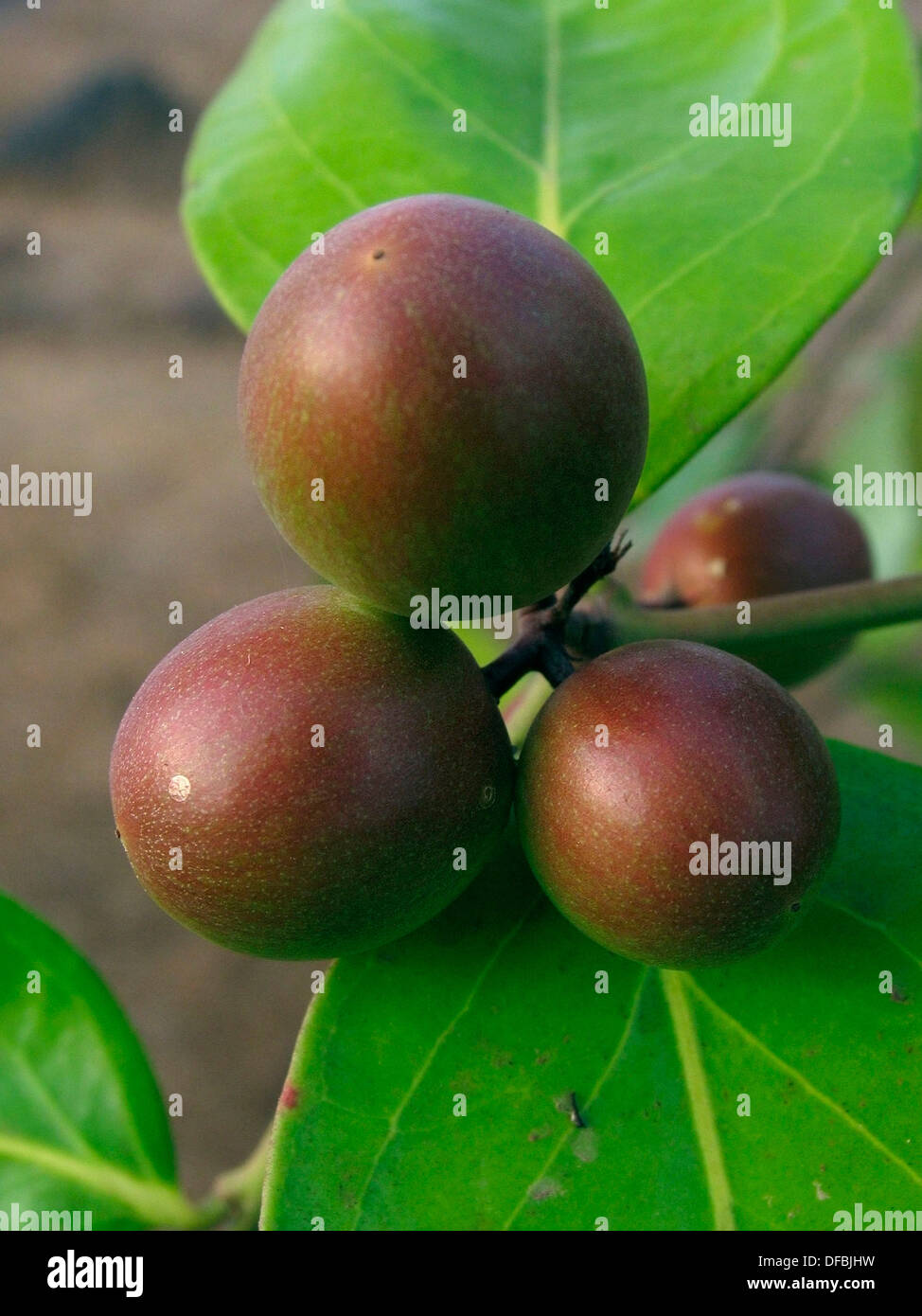 Karwanda hi-res stock photography and images - Alamy