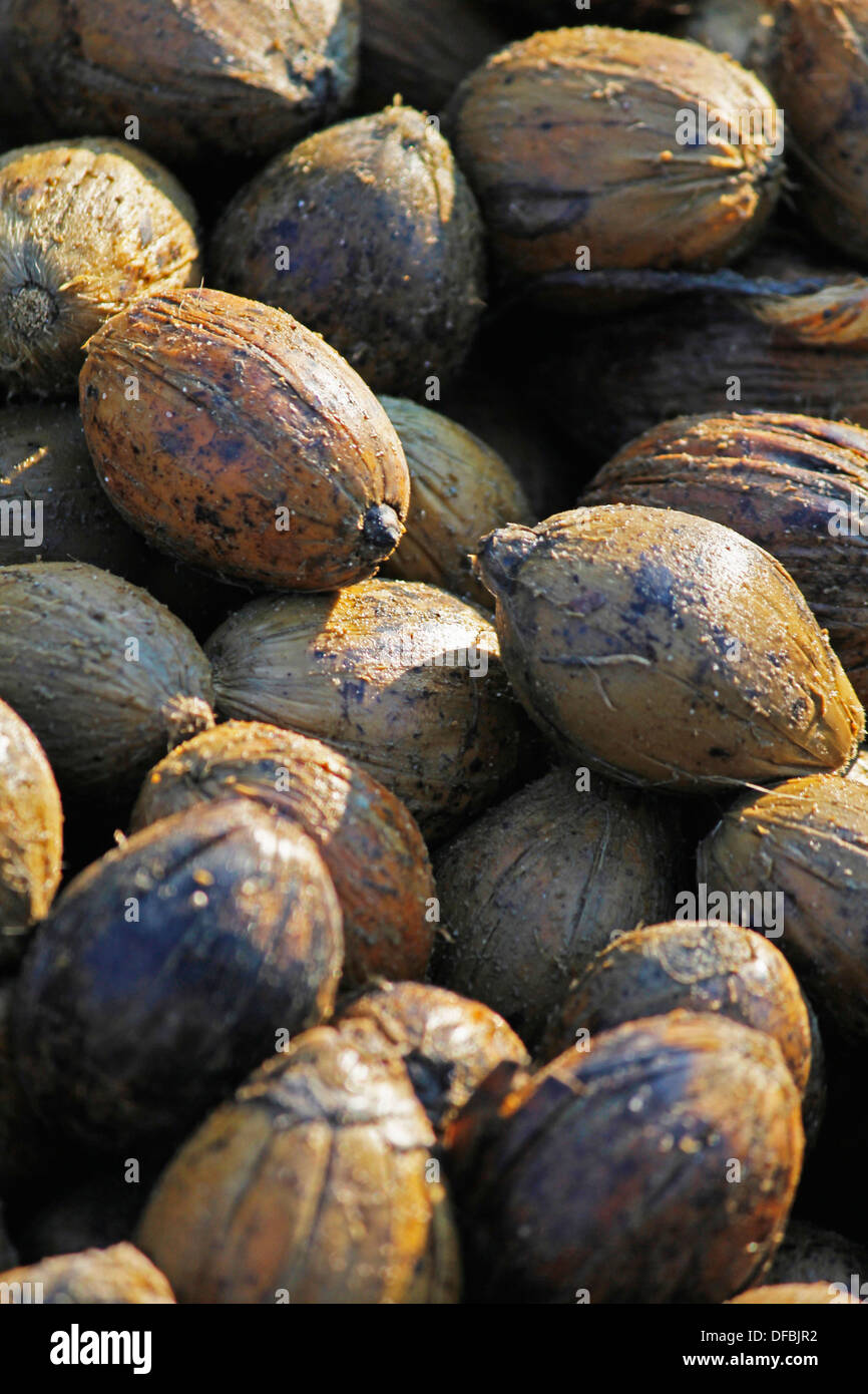 Supari tree hi-res stock photography and images - Alamy