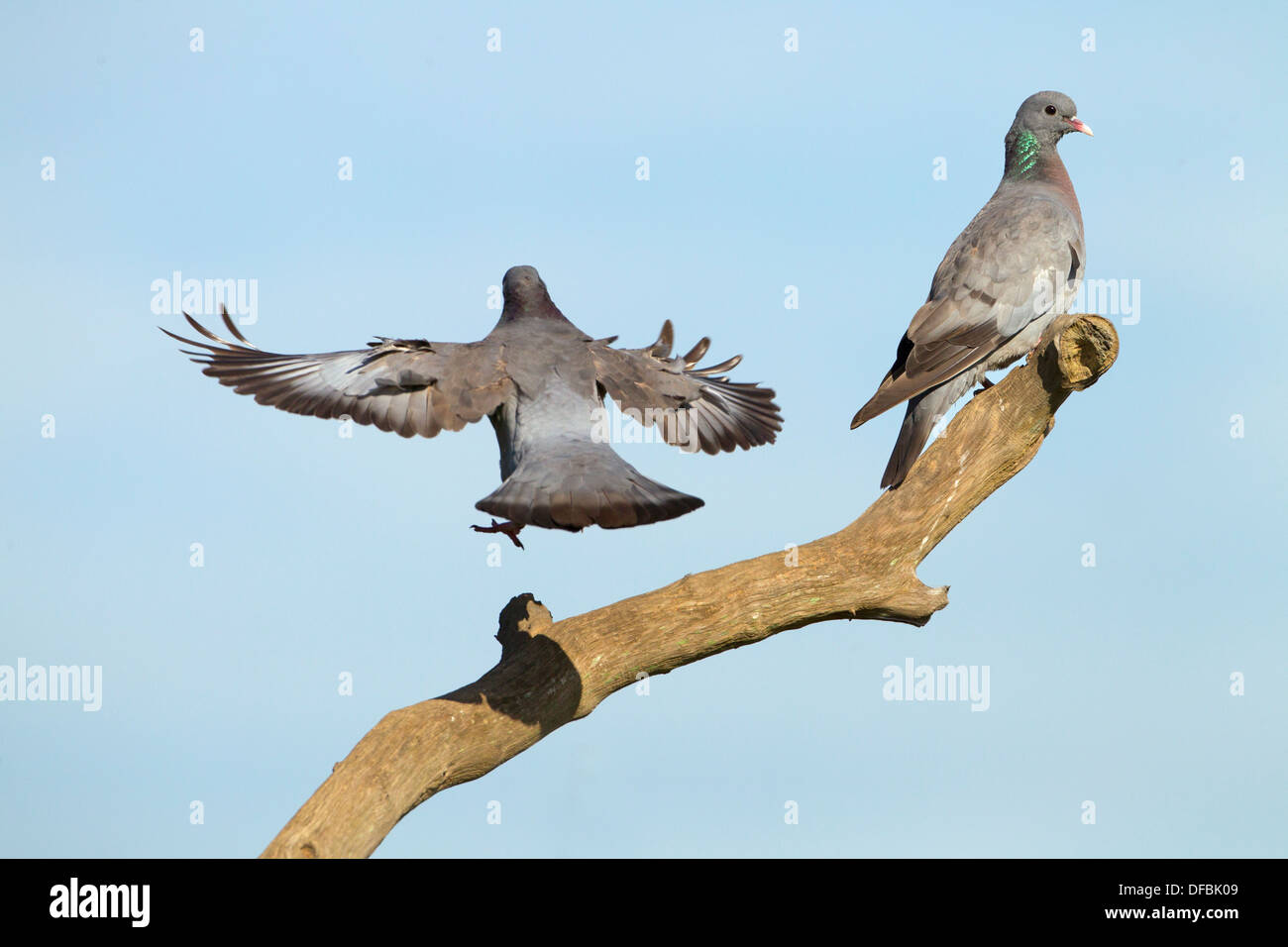 Two doves branch hi-res stock photography and images - Alamy