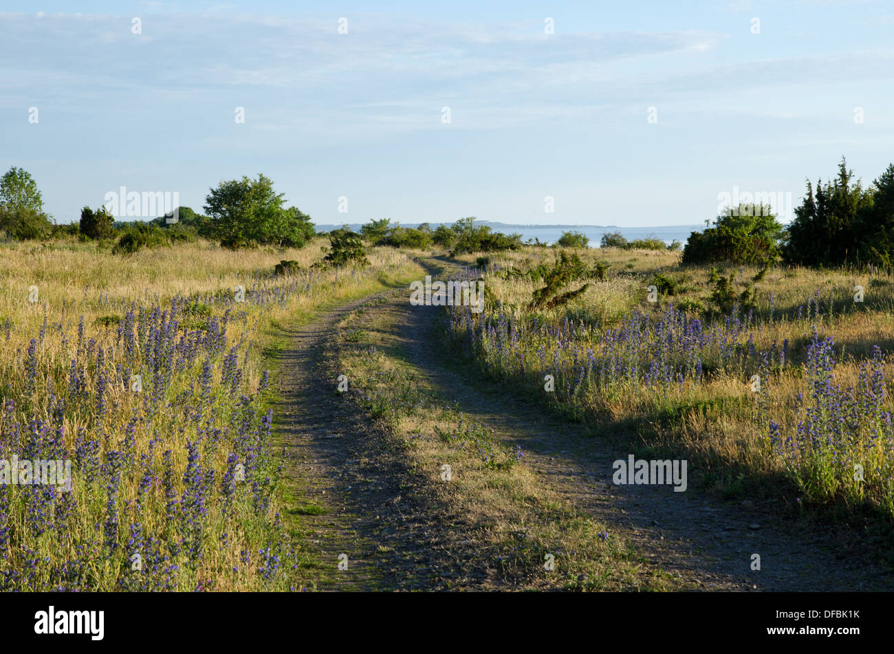 Countryside road with blue flowers Stock Photo - Alamy