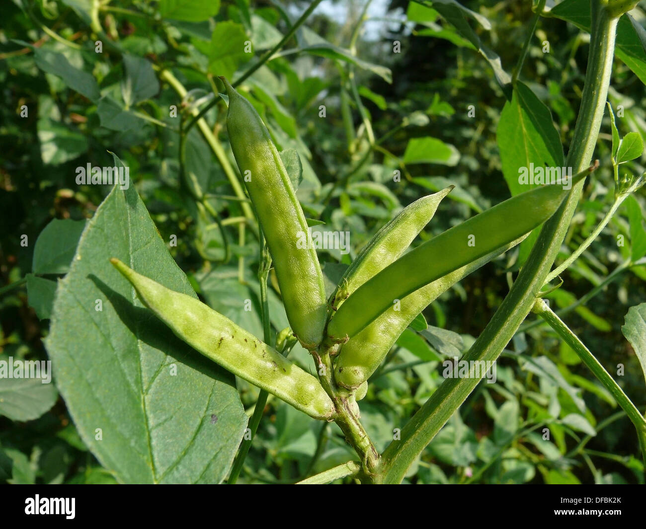 Guar Vegetable High Resolution Stock Photography and Images - Alamy