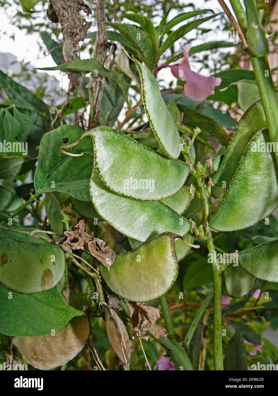 Leguminosae Papilionoideae High Resolution Stock Photography and Images ...