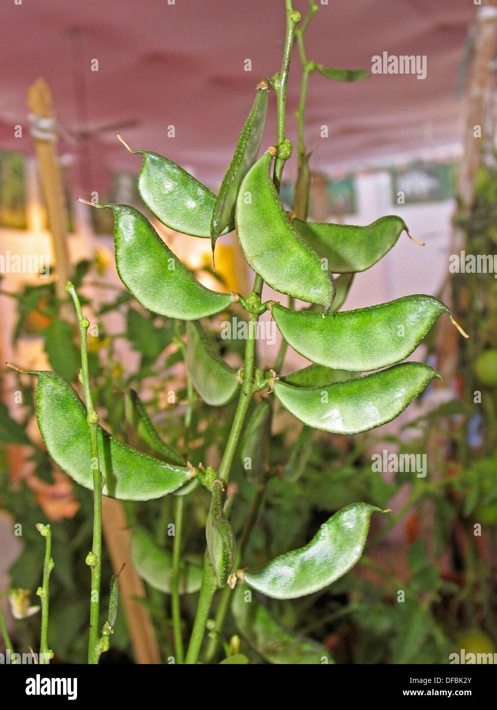 L Purpureus High Resolution Stock Photography and Images - Alamy