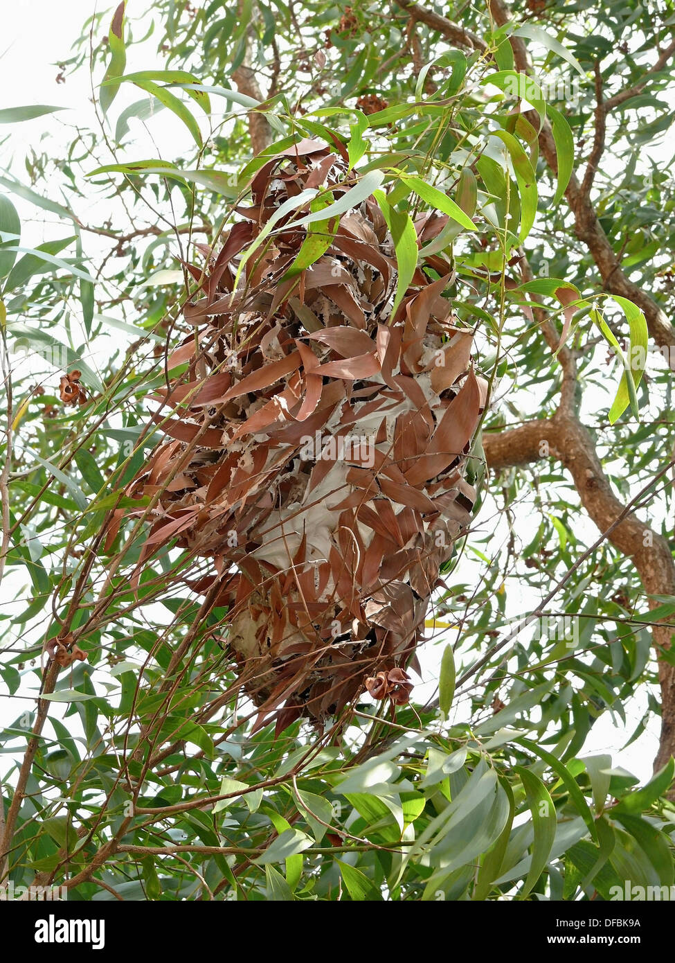 Dangerous ants hi-res stock photography and images - Alamy