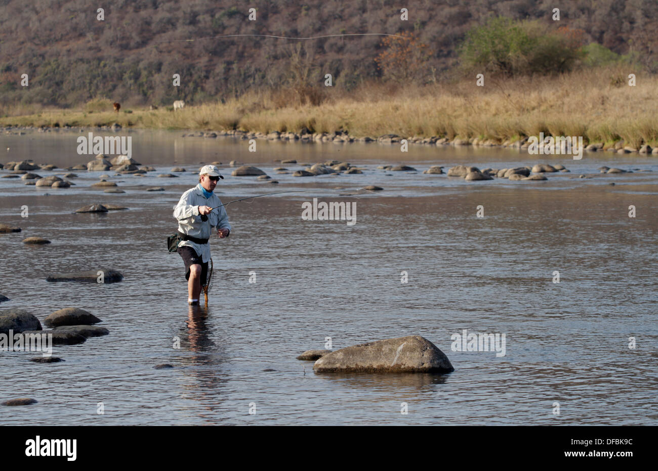 Scaly fish hi-res stock photography and images - Alamy