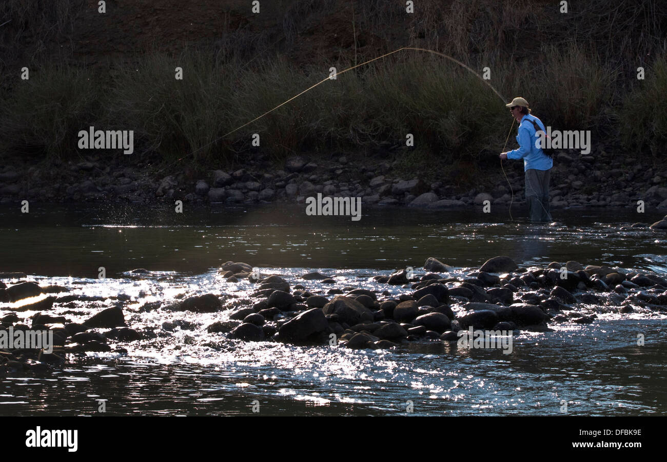 Scaly fish hi-res stock photography and images - Alamy