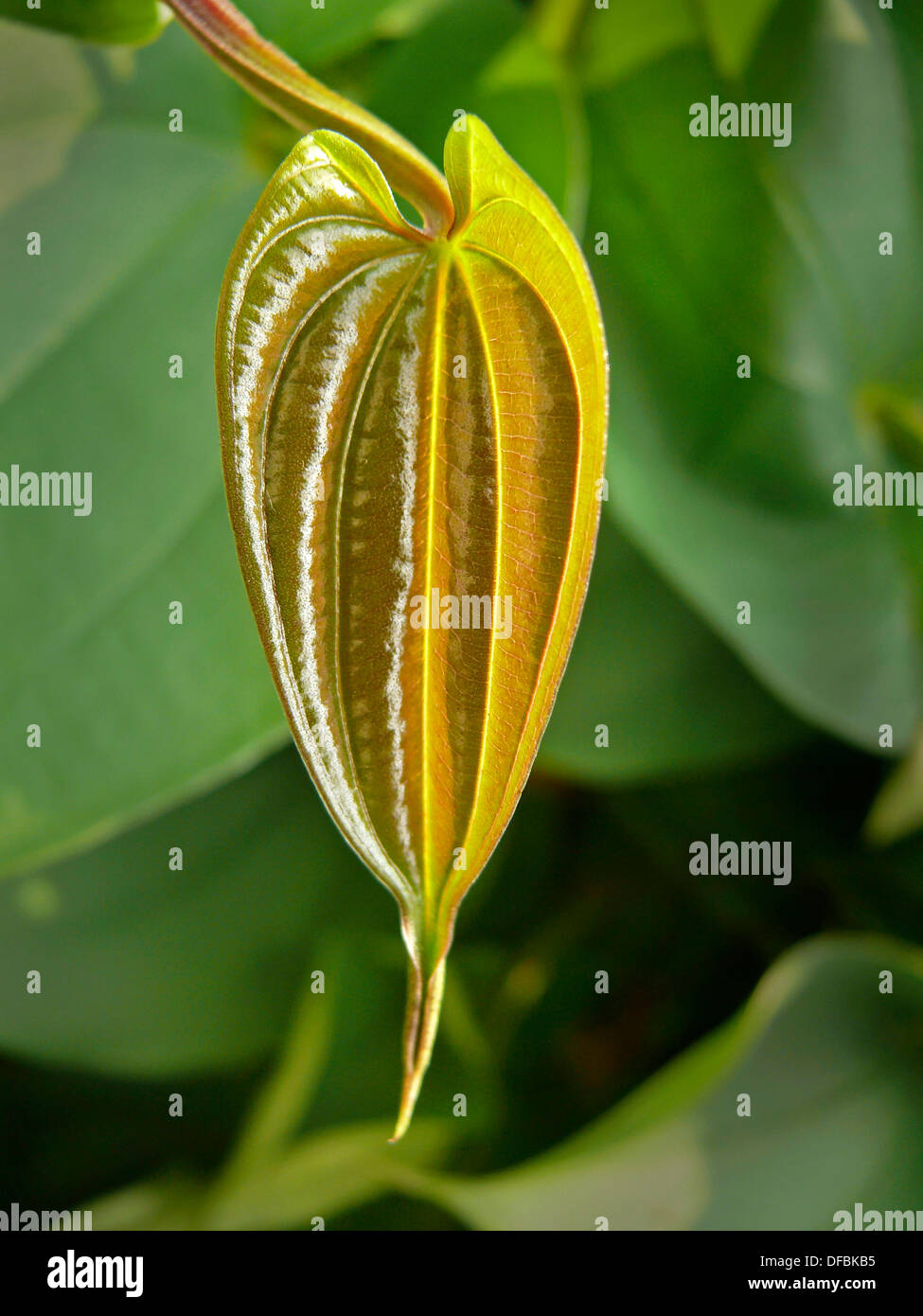 Aerial yam hi-res stock photography and images - Alamy