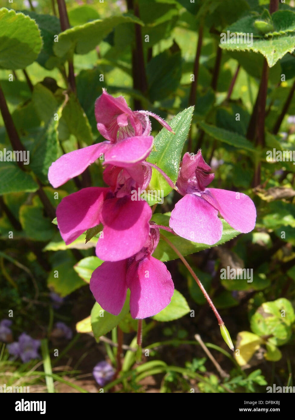 Impatiens Balsamina High Resolution Stock Photography and Images - Alamy