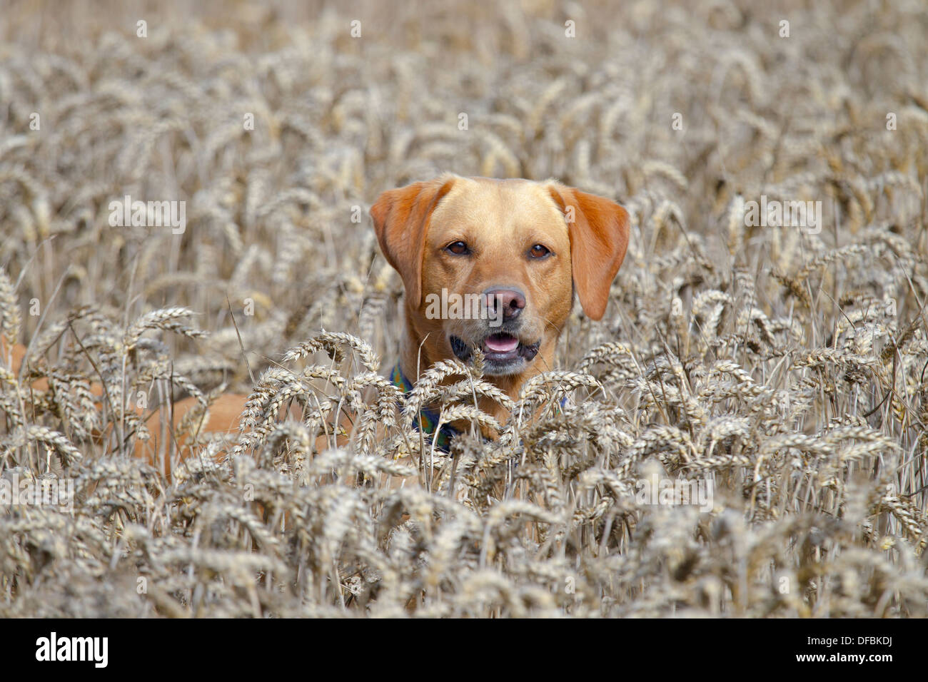Yellow Lab Hunting Wallpaper