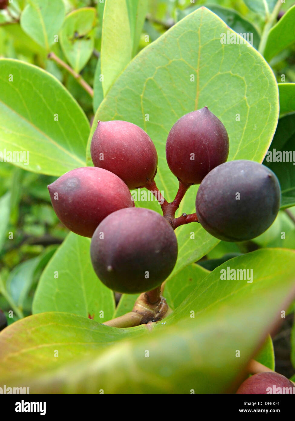 Fruit karonda karwanda carissa carandas hi-res stock photography and ...