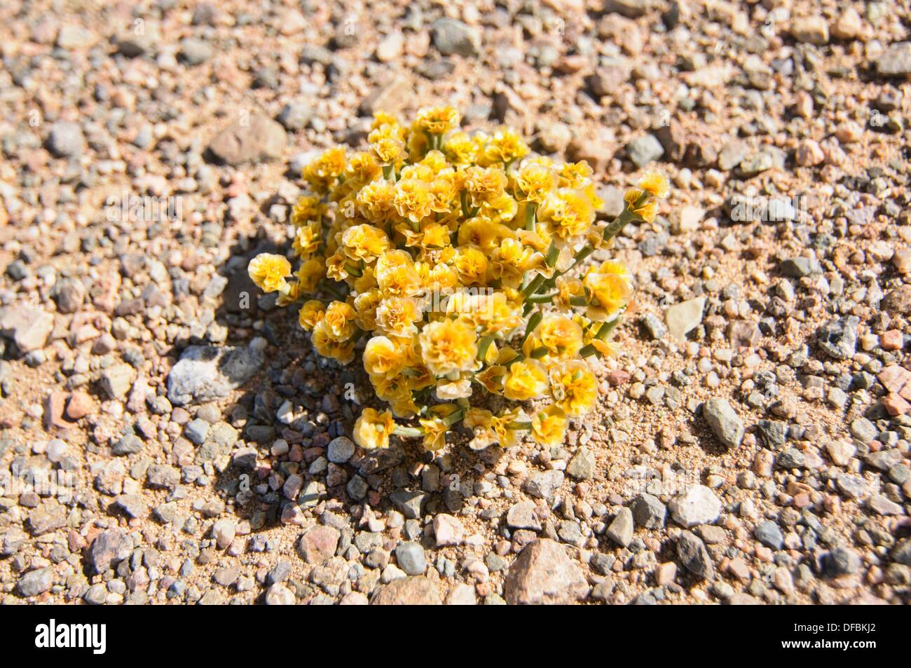 Saltwort Gobi Desert