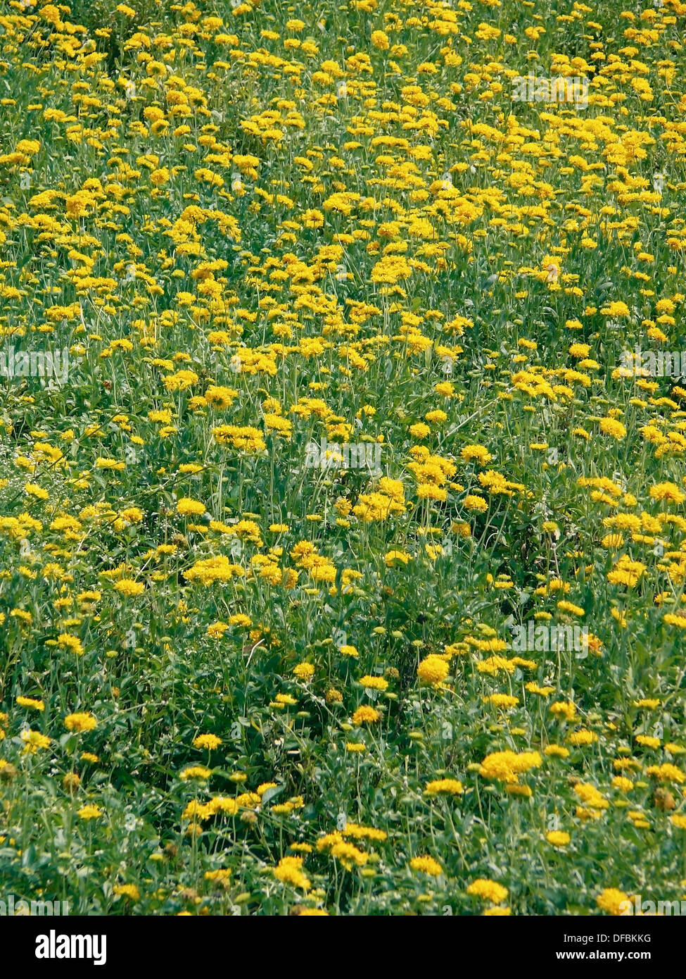 Calendula officinalis field hi-res stock photography and images - Alamy