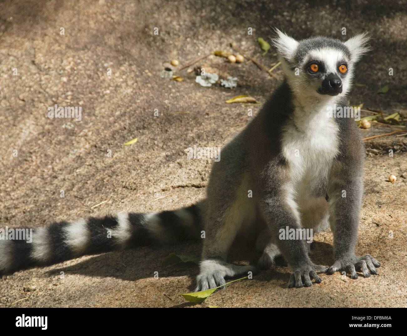 Anja Reserve Ambalavao High Resolution Stock Photography and Images - Alamy